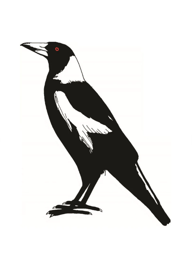 The Magnificent Magpie - Native Australian Birds Themed Tea Towels ...